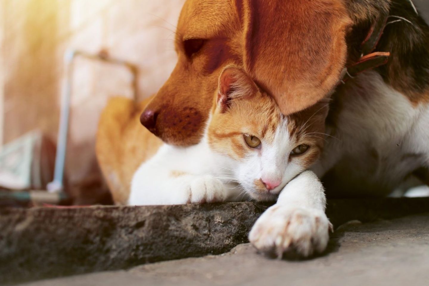 Your wau-miau pet insurance | wau-miau.ch