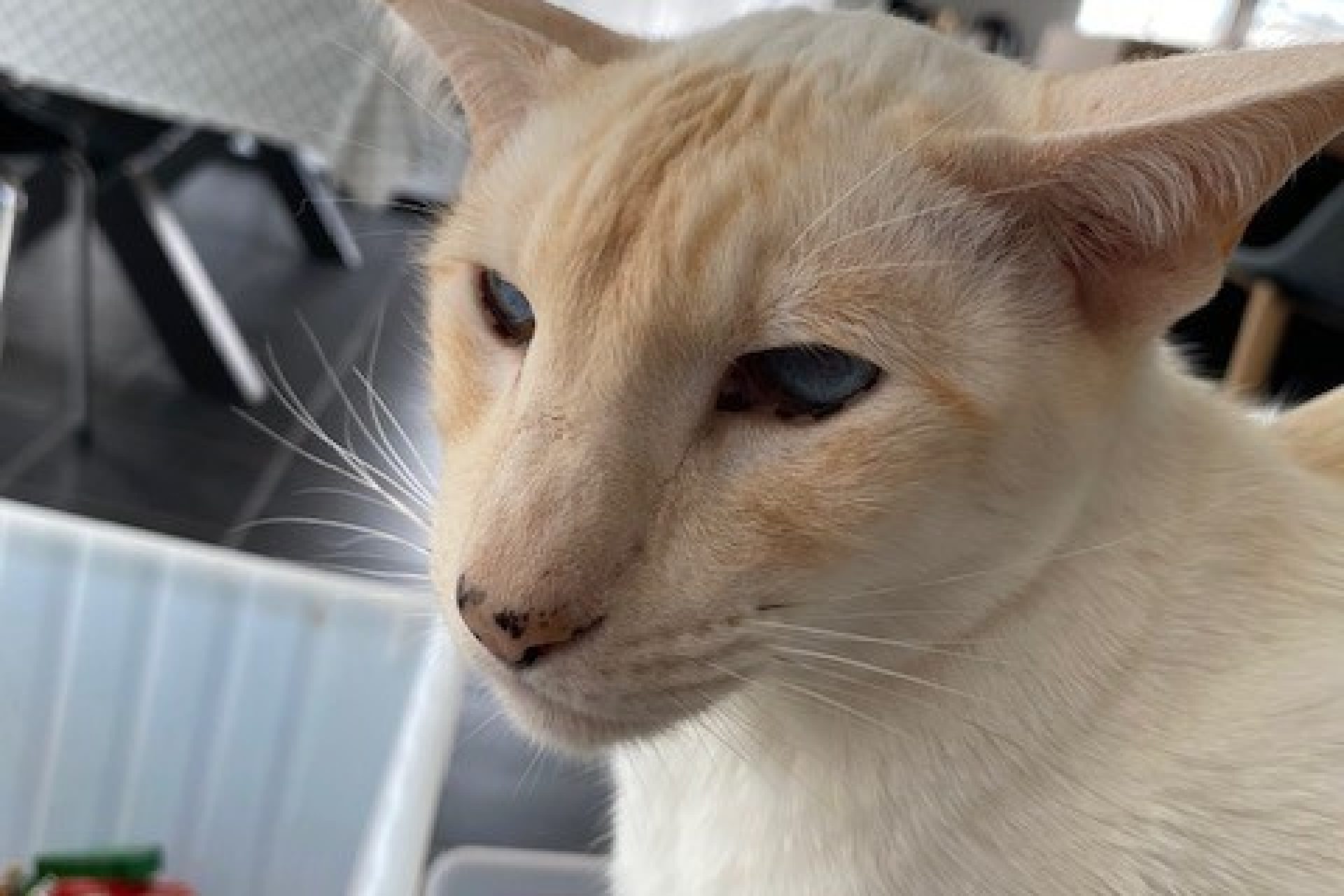 Picasso's story | wau-miau.ch