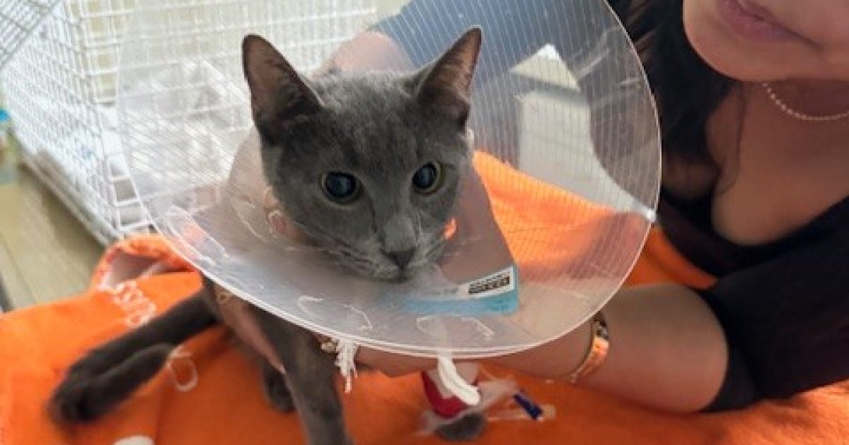 Simba's story | wau-miau.ch